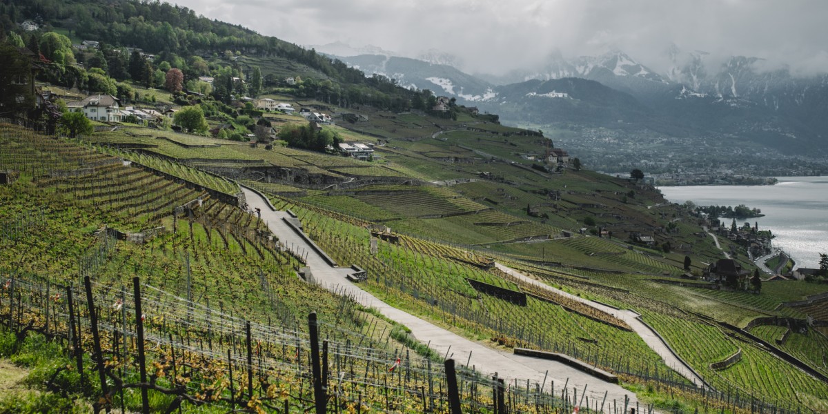 Toute l'actualité de Lavaux - Lavaux UNESCO