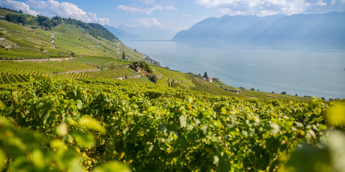 Lavaux, vignoble en terrasses - Patrimoine mondial de l’UNESCO
